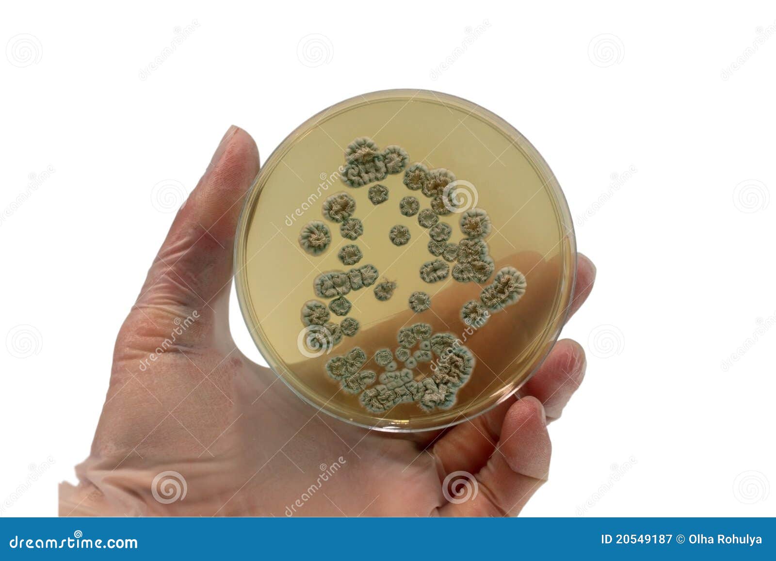 Microorganisms on the Plate Stock Image - Image of microorganism ...