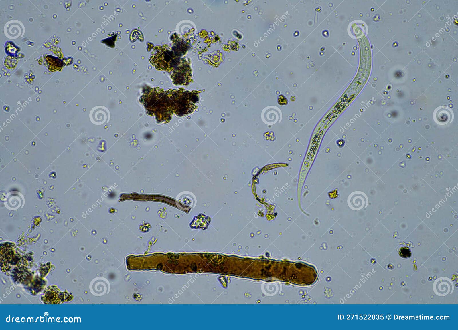 Earthworm Under Microscope