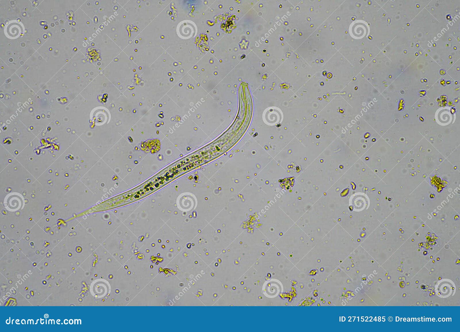 Microorganisms and Soil Biology, with Nematodes and Fungi Under the ...