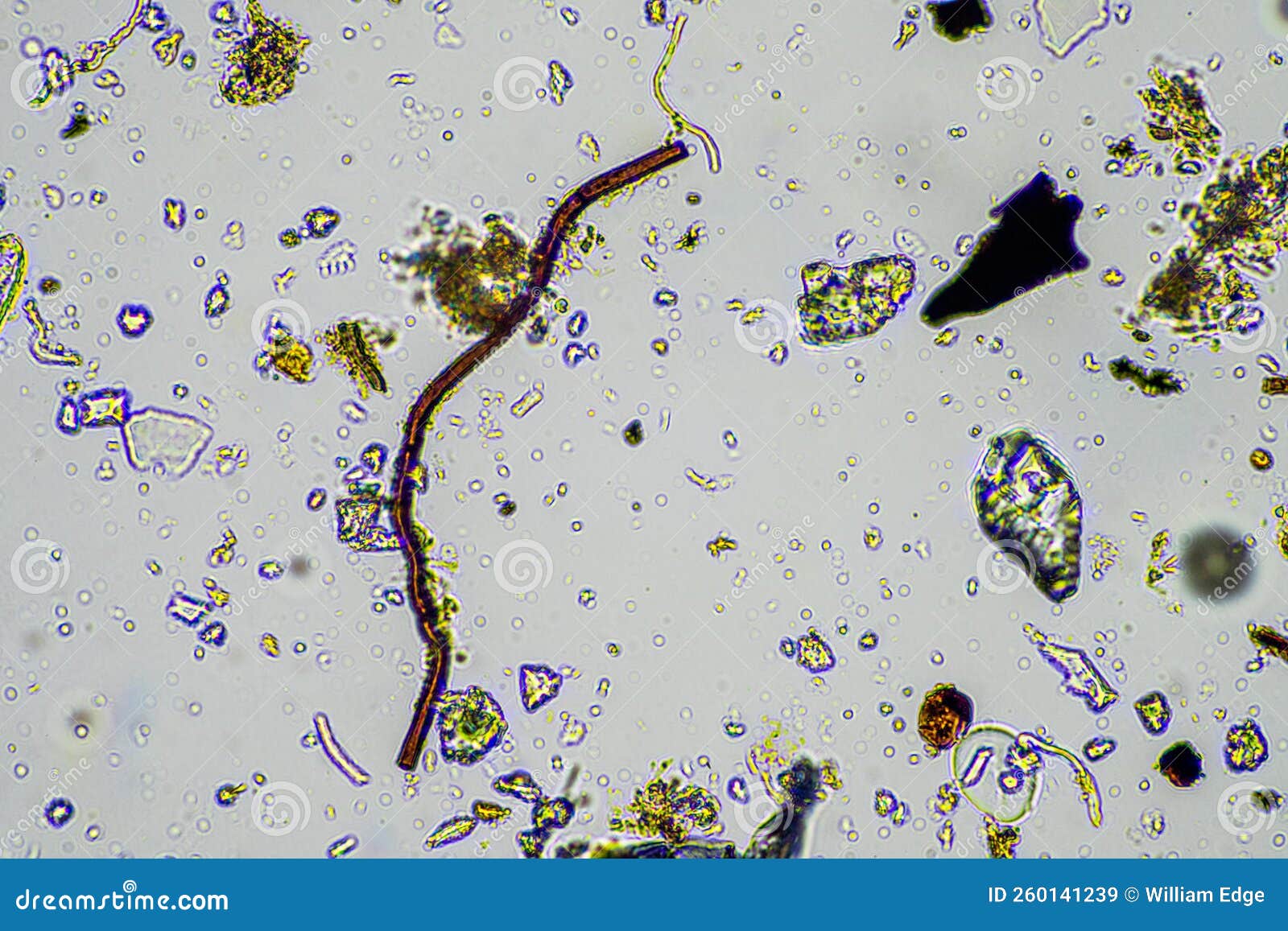 Microorganisms and Soil Biology, with Nematodes and Fungi Under the ...