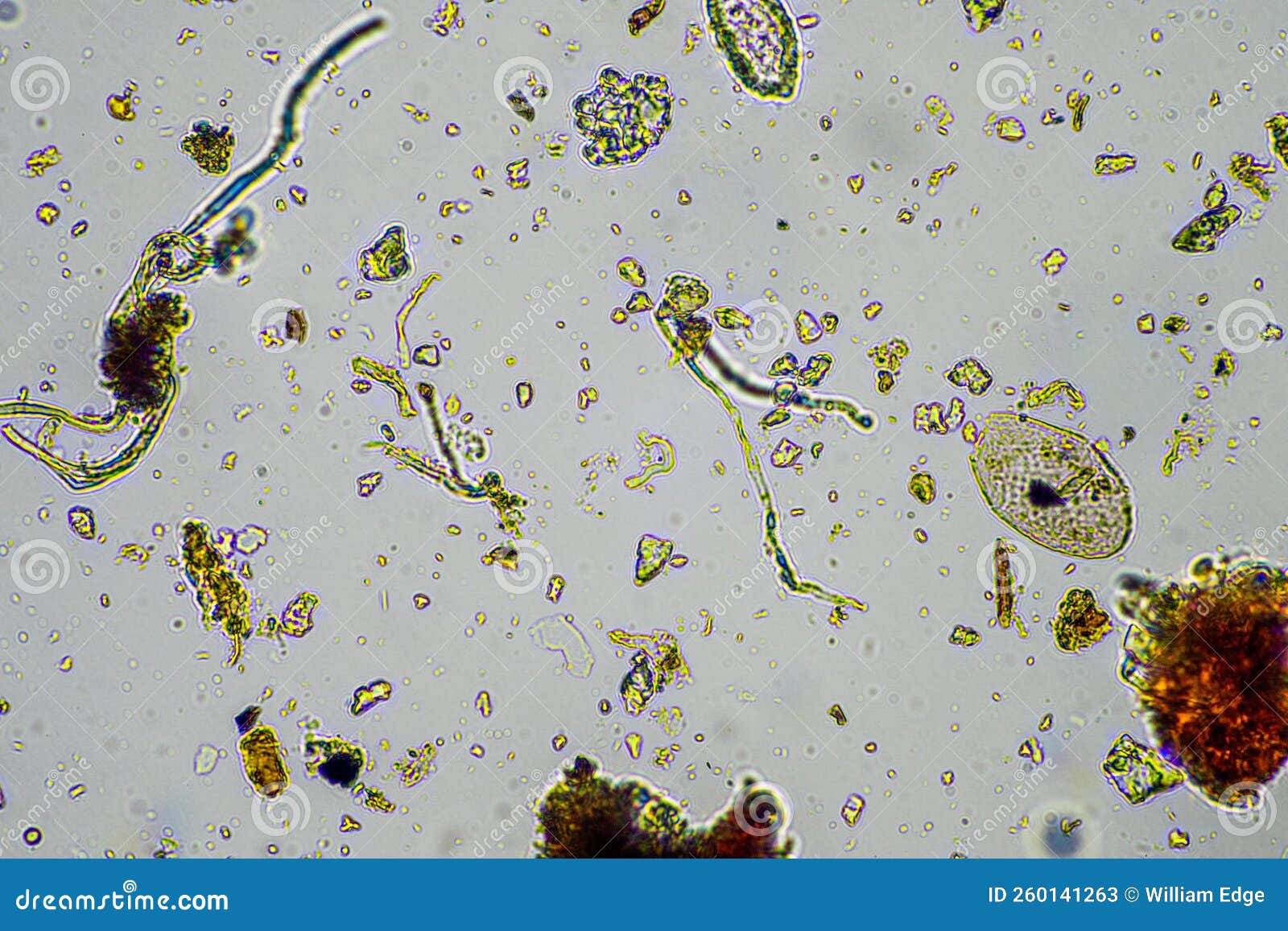 Microorganisms and Soil Biology, with Nematodes and Fungi Under the ...