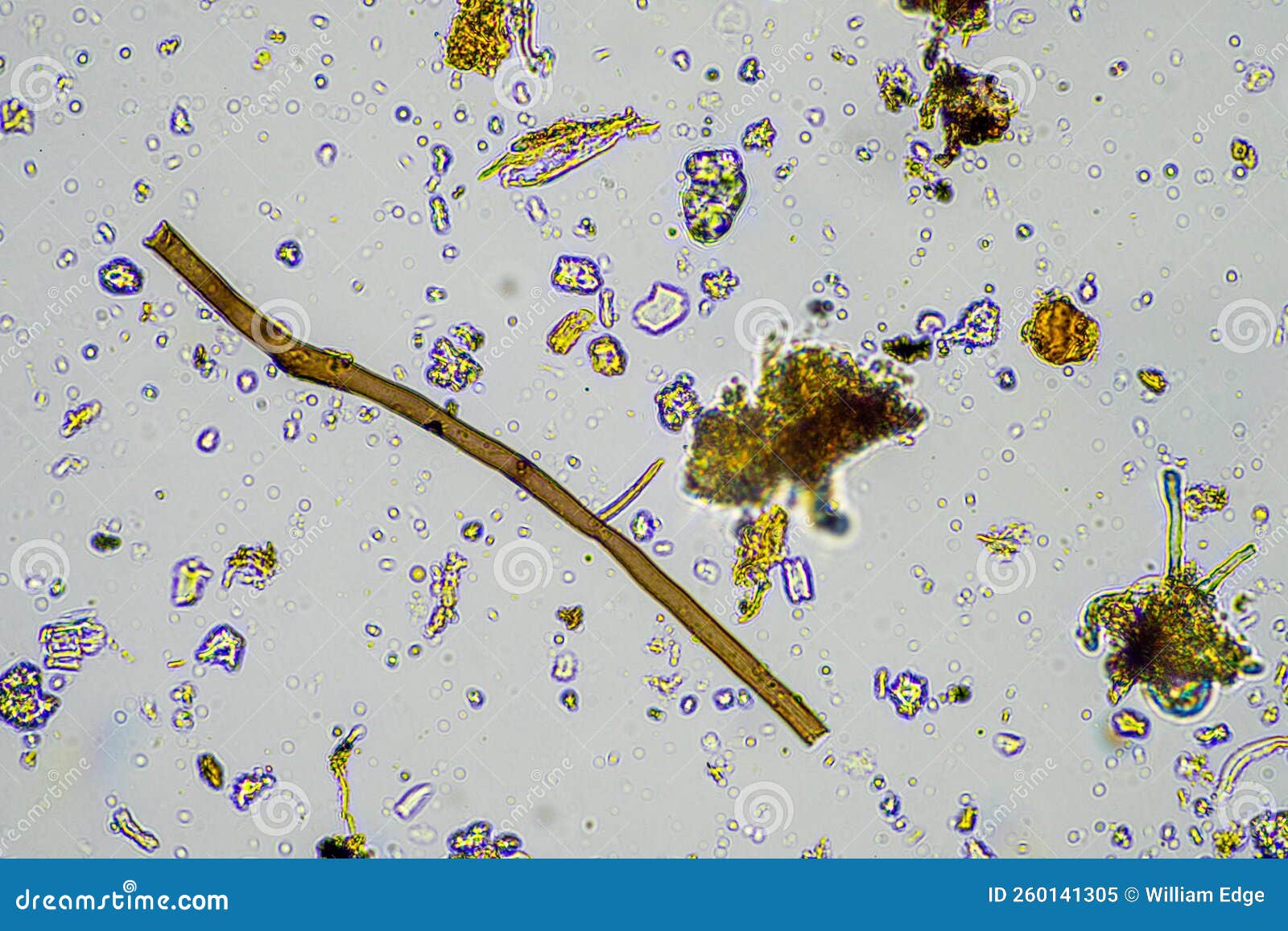Microorganisms and Soil Biology, with Nematodes and Fungi Under the ...