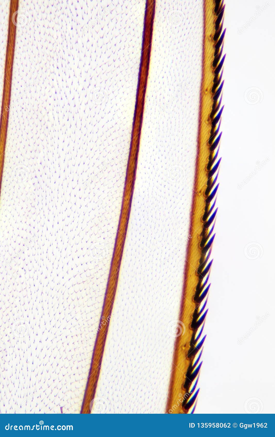 Microphoto D'aile D'insecte Photo stock - Image du aile, anatomie ...