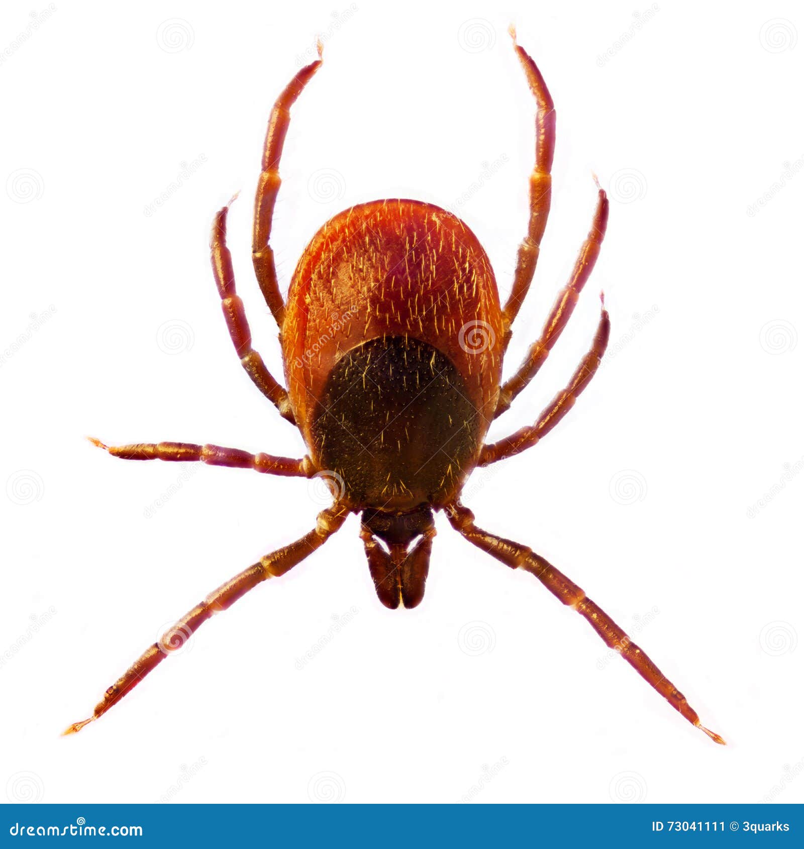Microphoto Van Tick Ixodes Ricinus Stock Afbeelding - Image of bloed ...