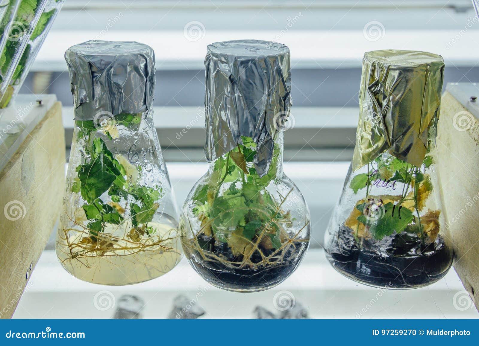 Microplants Grown in Flasks with Nutrient Medium Using Micropropagation ...