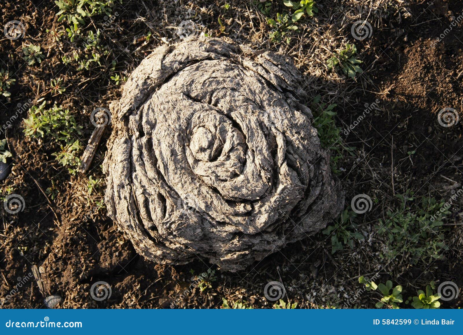 Microplaqueta Ou Estrume Secado De Búfalo Imagem de Stock - Imagem de ...