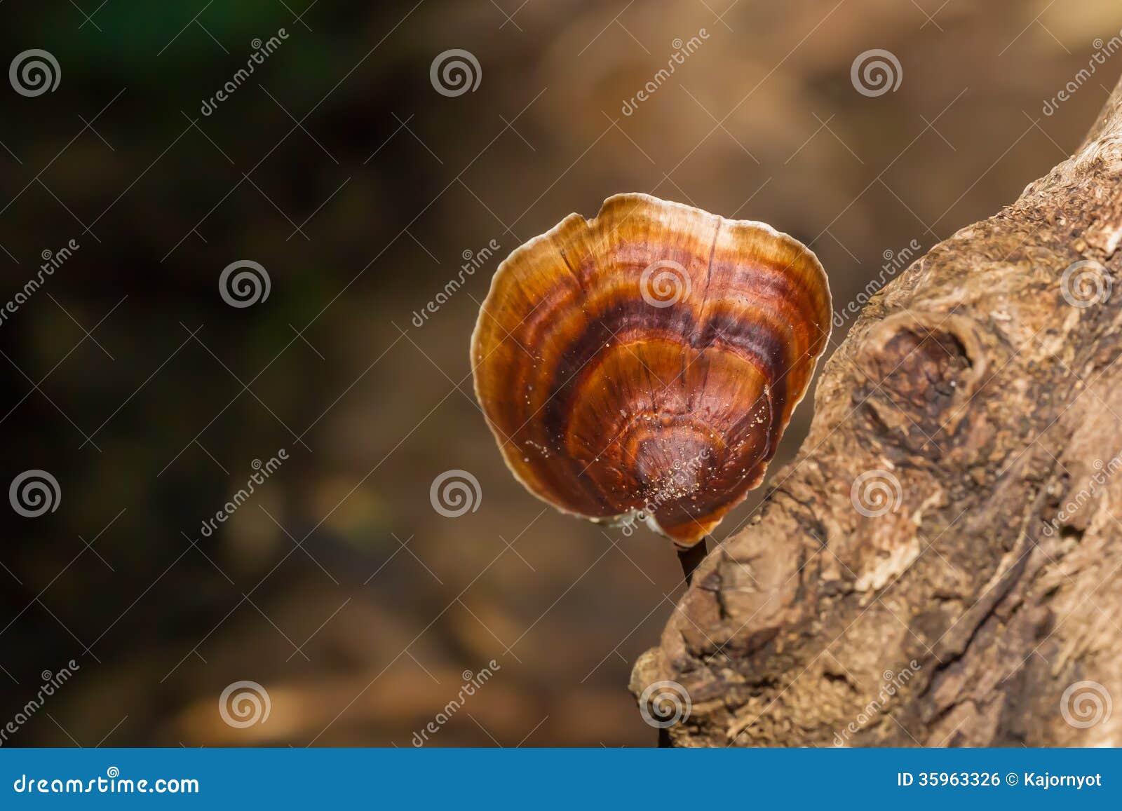 Microporus xanthopus stock photo. Image of boletus, edible - 35963326