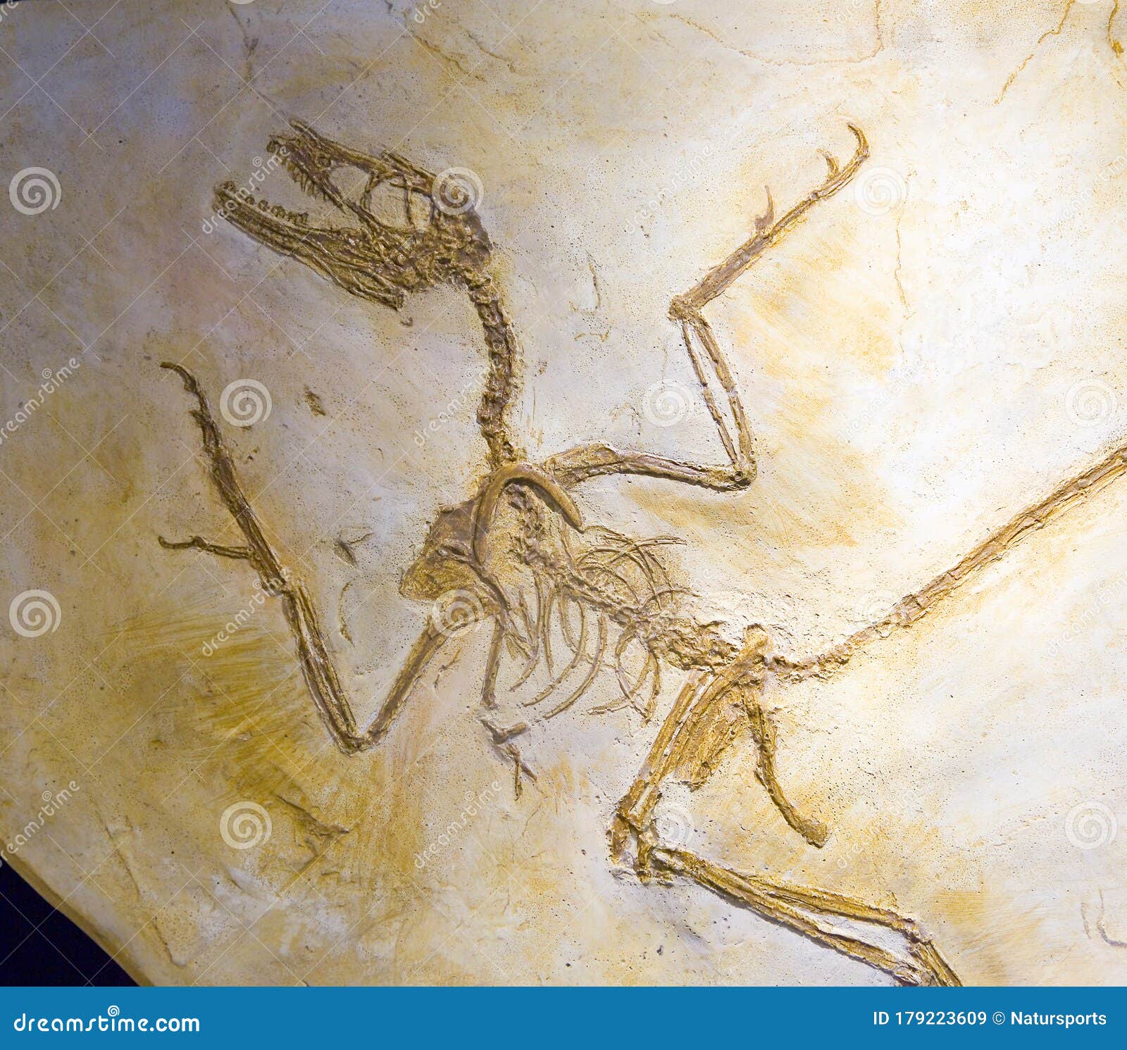 Microraptor Skeleton