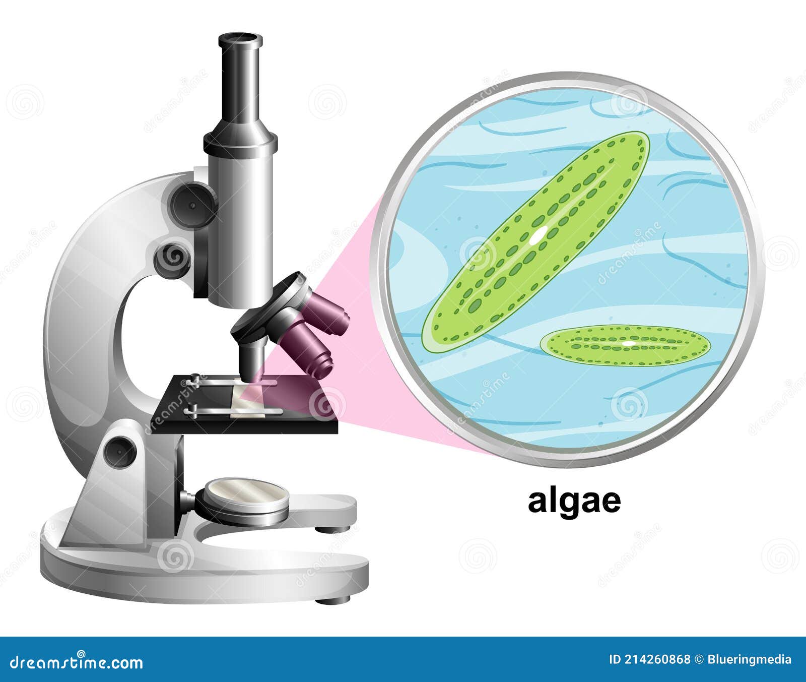 Microscope with Anatomy Structure of Algae on White Background Stock ...