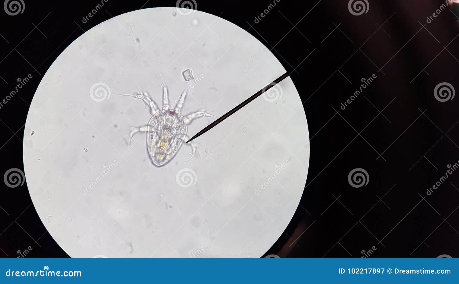Microscope stock image. Image of findings, organism - 102217897