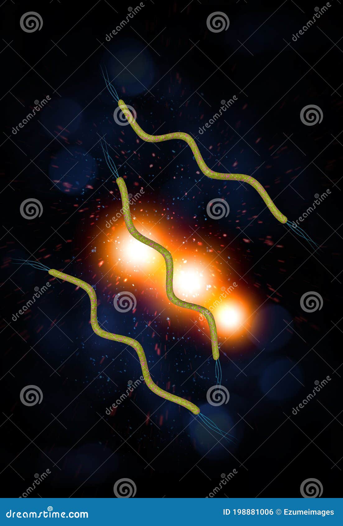 Amphitrichous Bacteria Structure Vector Illustration | CartoonDealer ...