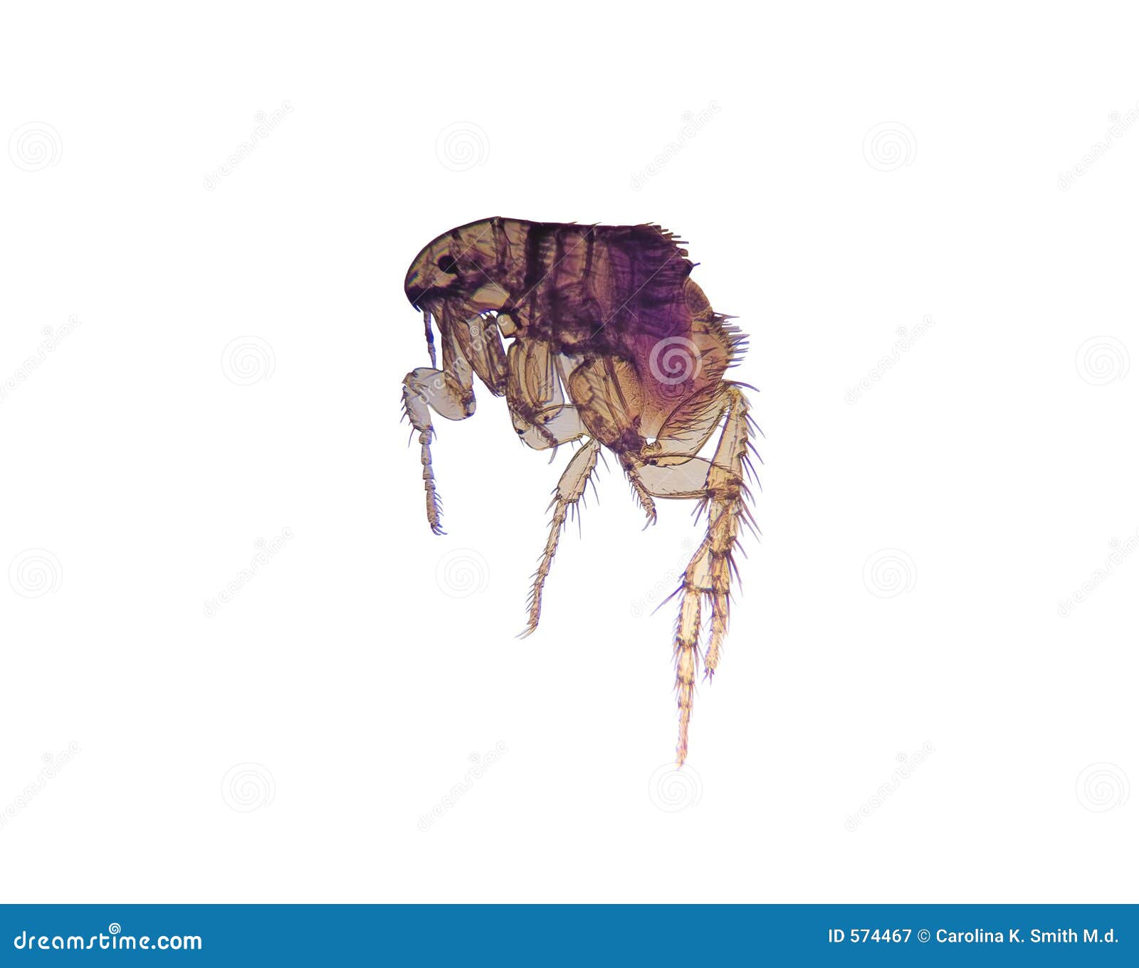 Microscope-Flea (Ctenocephalides) Stock Image - Image of macro, allergy ...