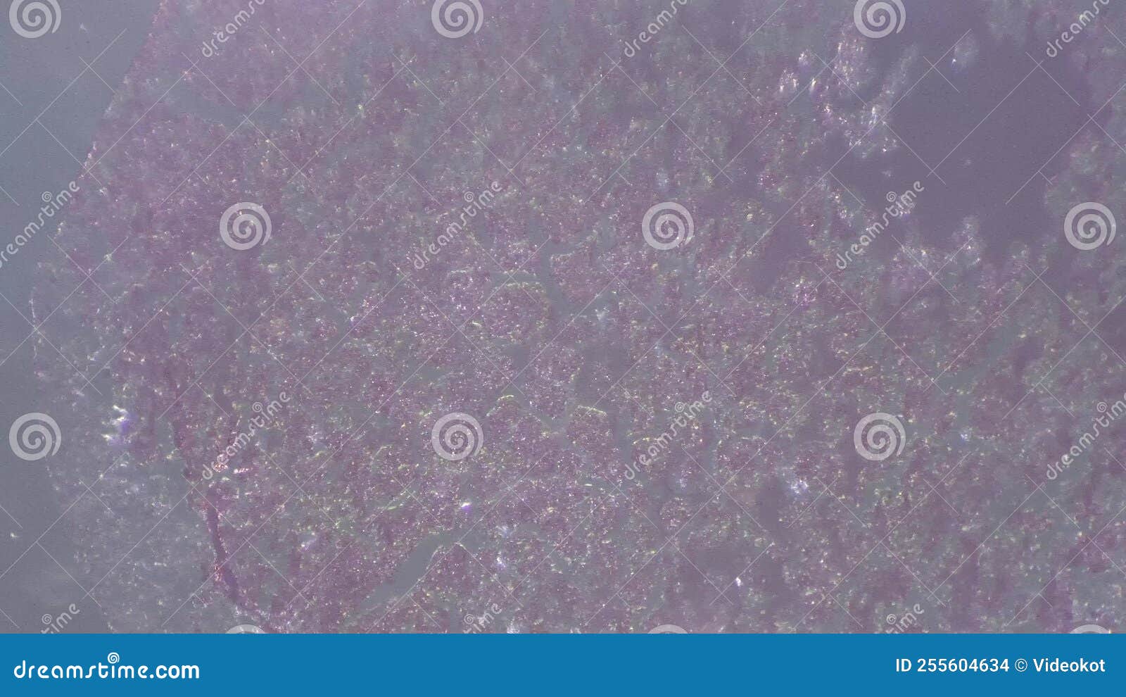 Microscope Footage of Frog Egg Simple Cell Magnified in 100 Times with ...