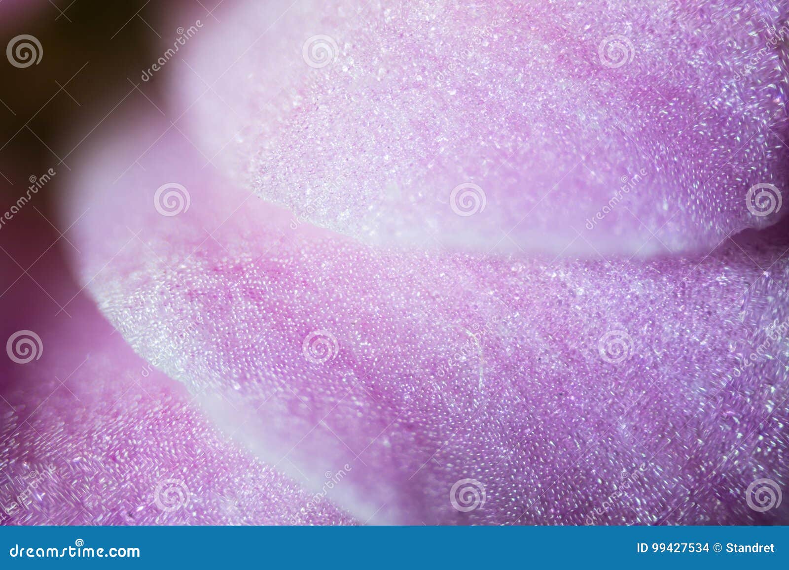 Microscope Image of Violet Flower Petal Cells Stock Photo - Image of ...