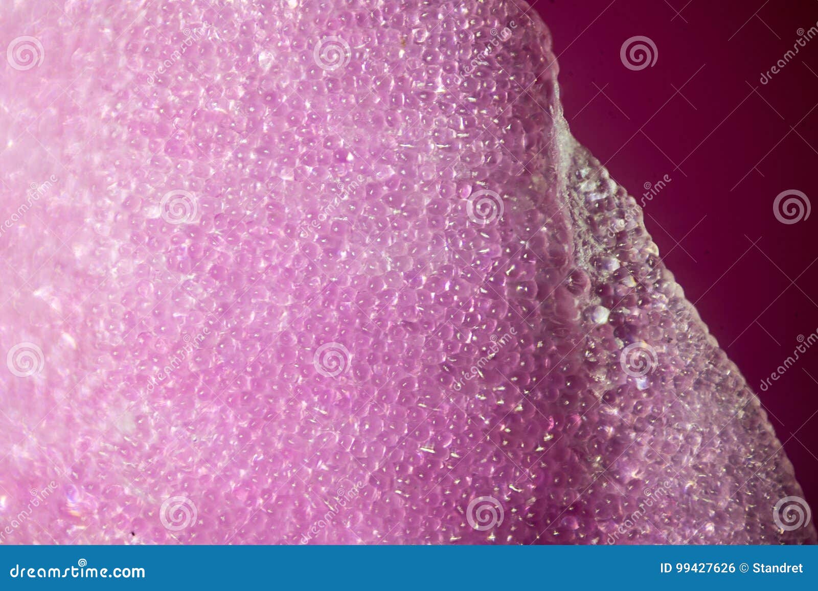 Microscope Image of Violet Flower Petal Cells Stock Photo - Image of ...