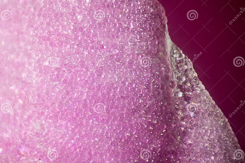 Microscope Image of Violet Flower Petal Cells Stock Photo - Image of ...