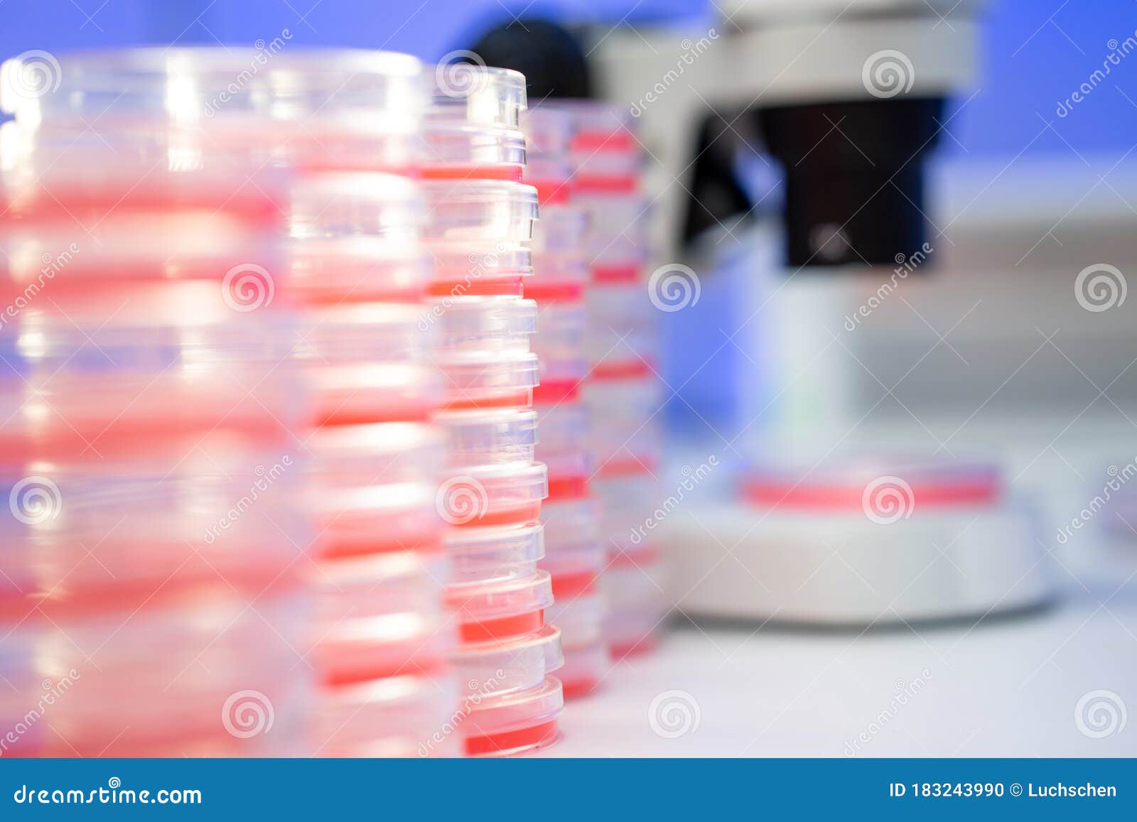 Microscope and Petri Dish with Biological Sample on Clinical Workbench ...