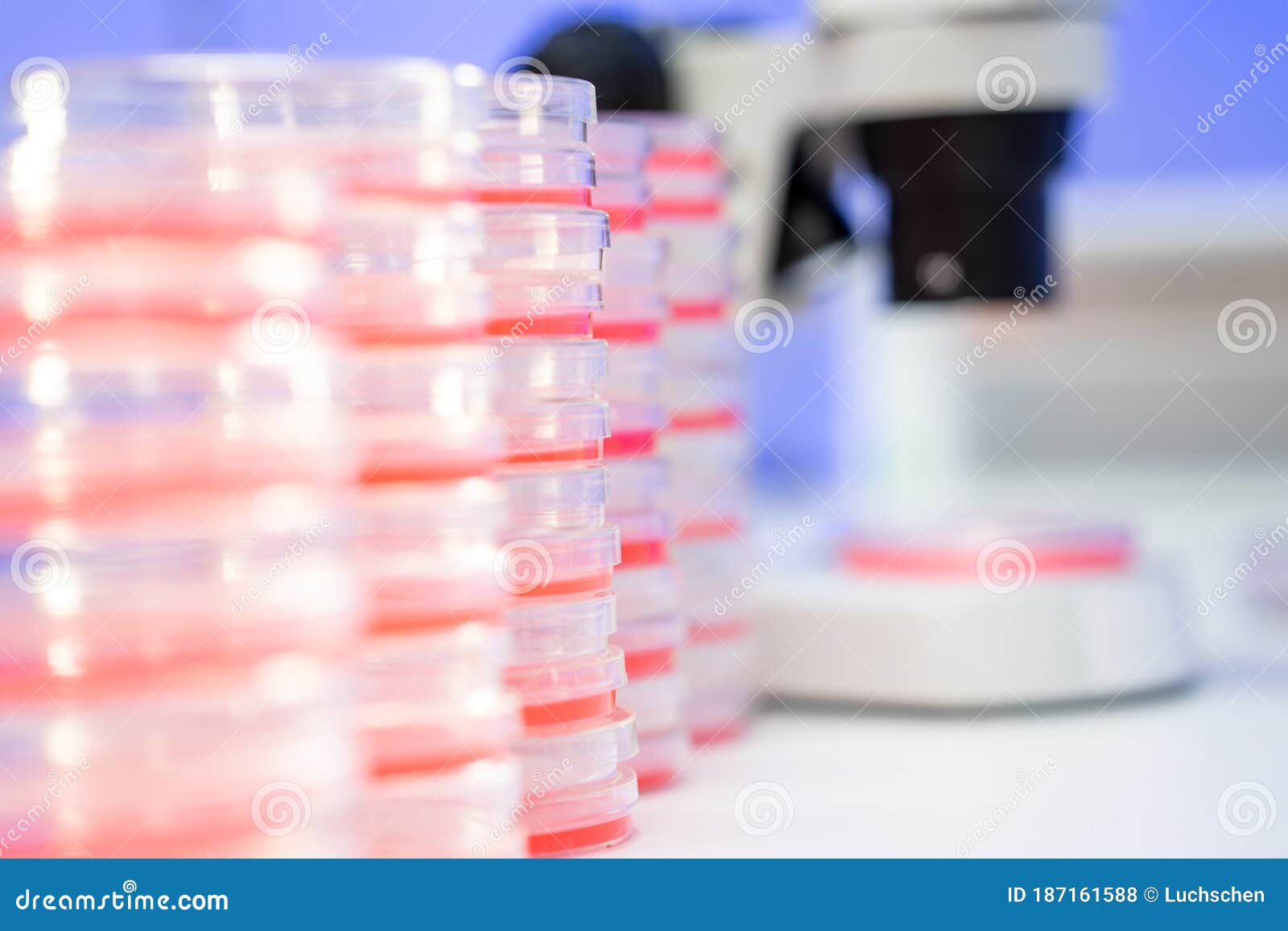 Microscope and Petri Dish with Biological Sample on Clinical Workbench ...