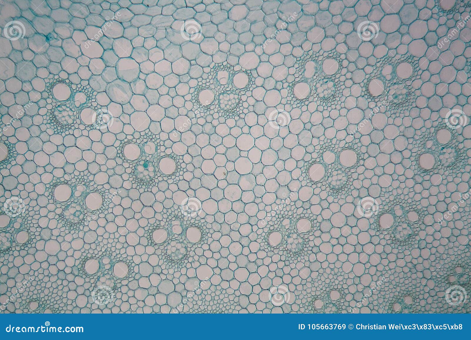 Microscope Photo of a Bamboo Stem. Stock Image - Image of life ...