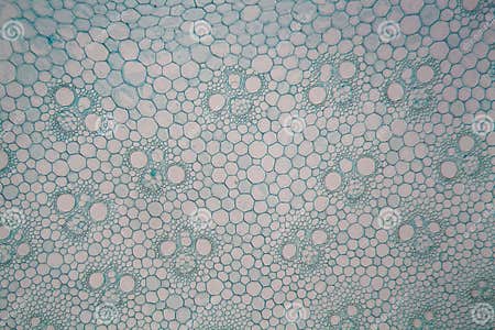 Microscope Photo of a Bamboo Stem. Stock Image - Image of life ...