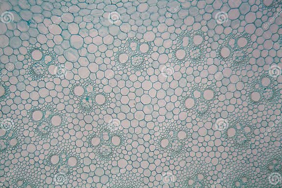 Microscope Photo of a Bamboo Stem. Stock Image - Image of life ...