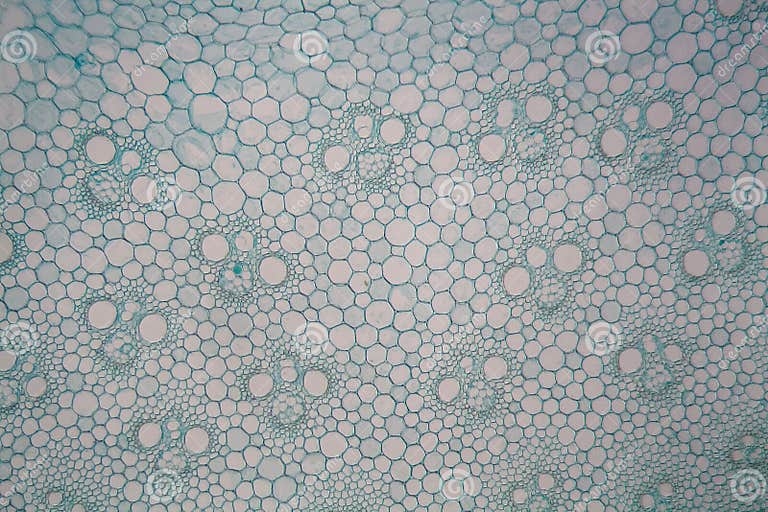 Microscope Photo of a Bamboo Stem. Stock Image - Image of life ...