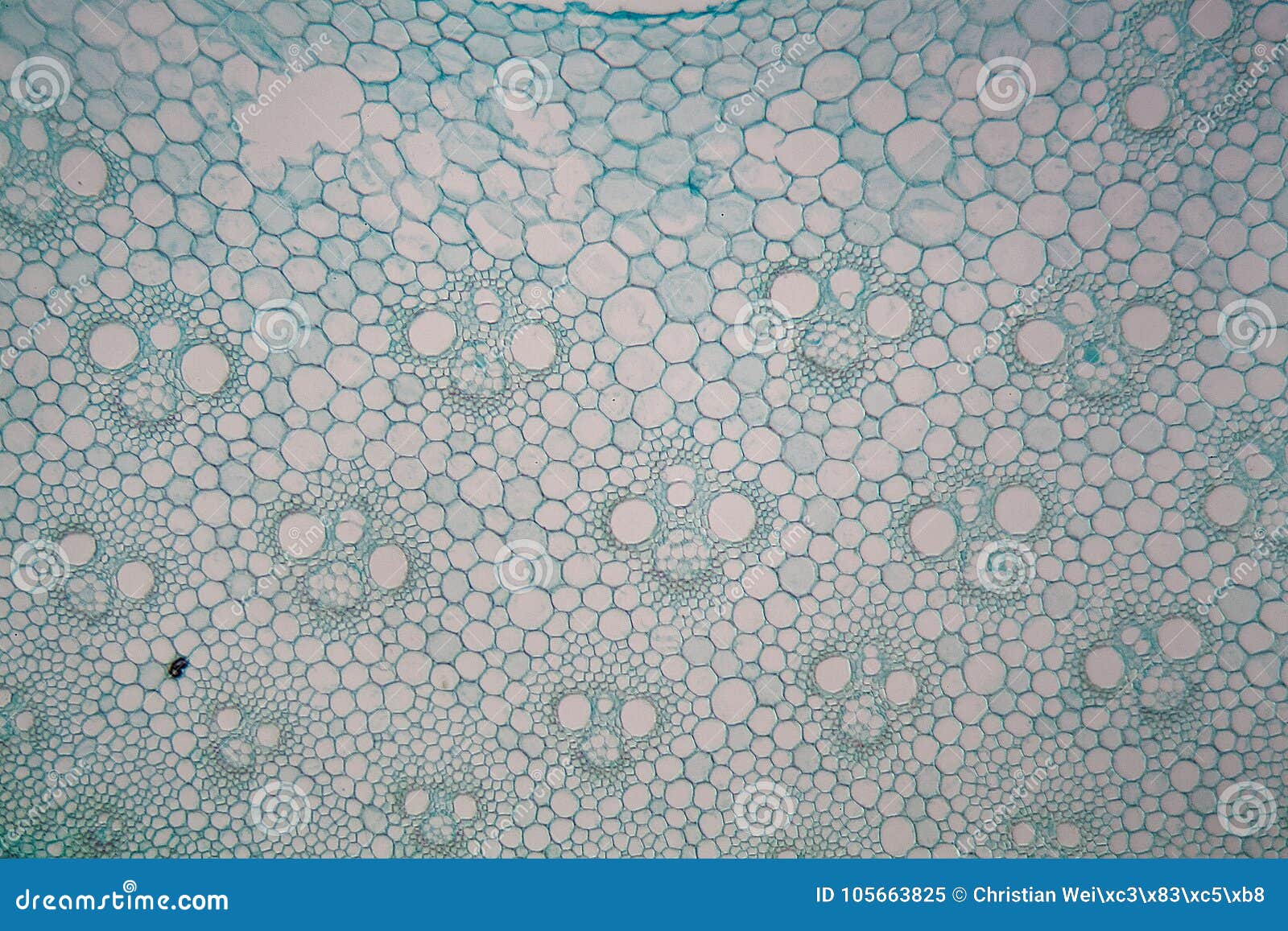 Microscope Photo of a Bamboo Stem. Stock Image - Image of educational ...