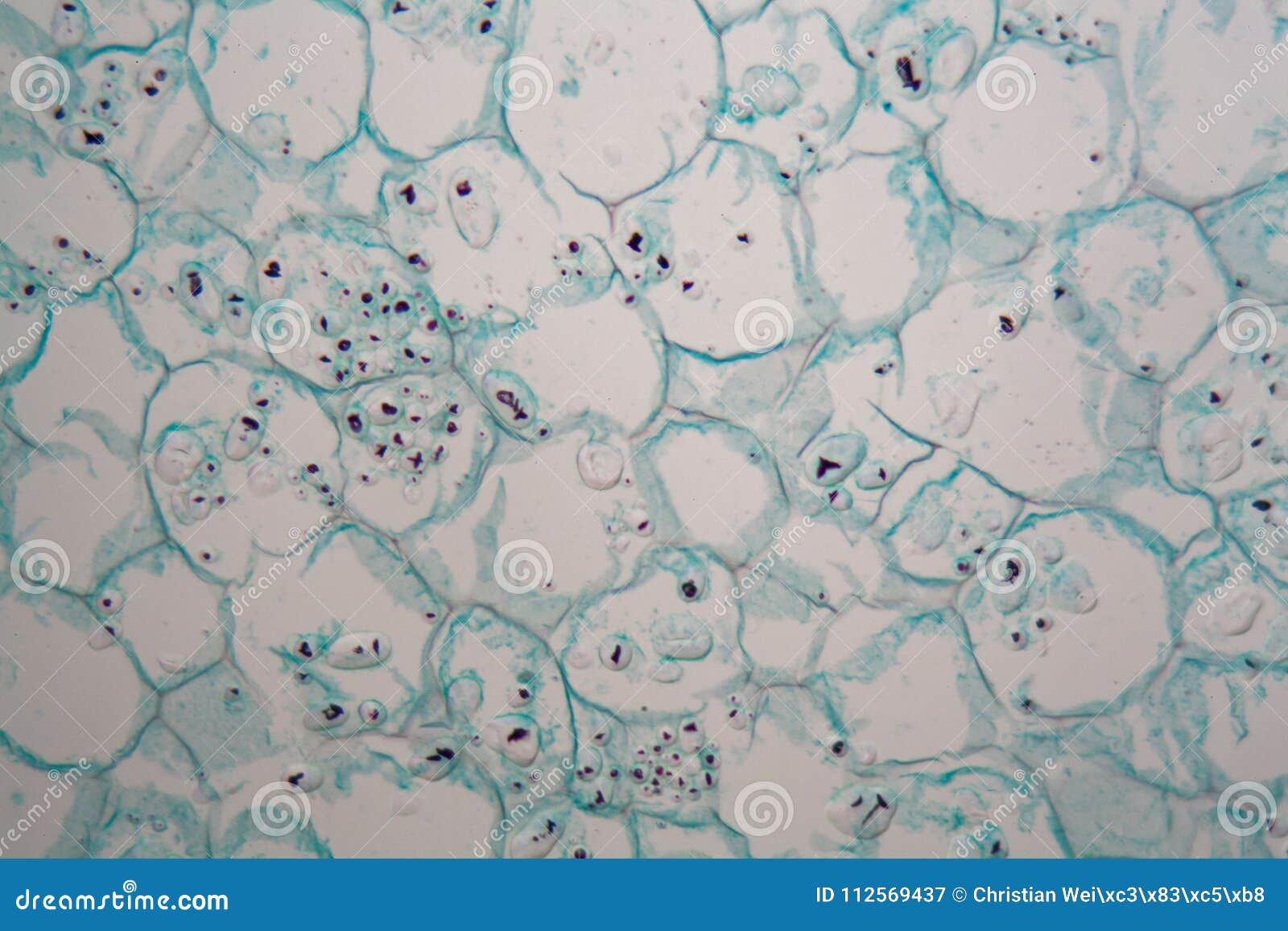 Cells of the Bark from a Cork Tree. Stock Image - Image of molecular ...