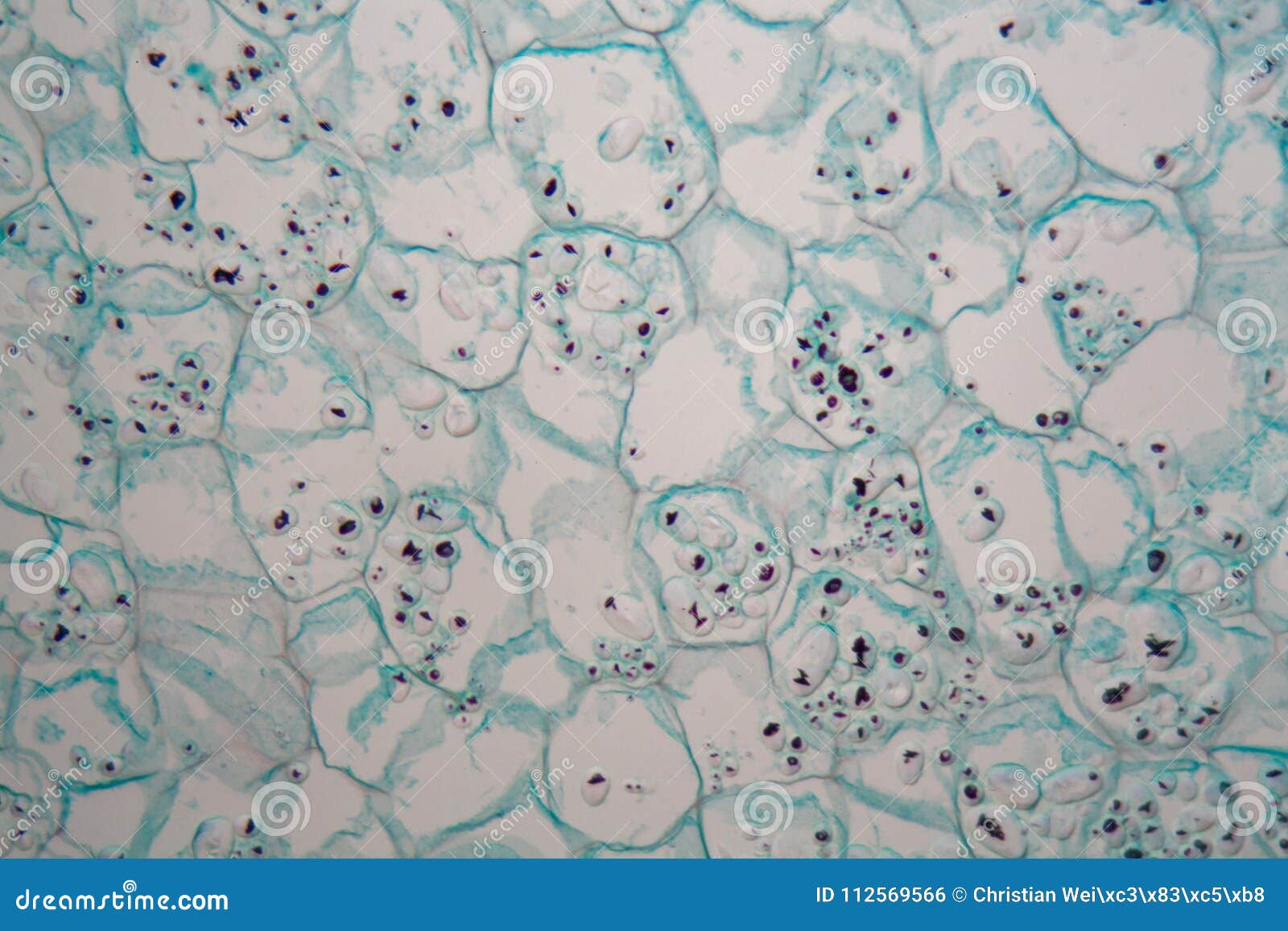 Cells of the Bark from a Cork Tree. Stock Photo - Image of epidermis ...