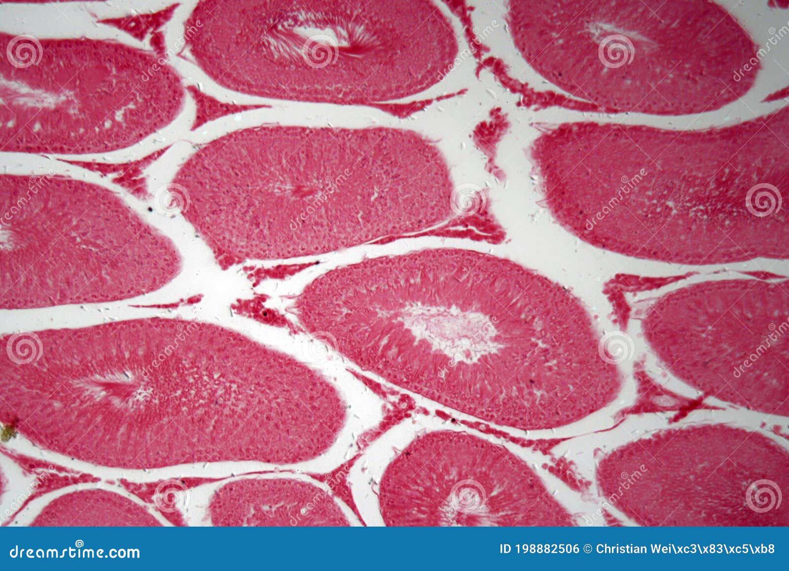 Microscope Photo of Cells of Rabbit Testicles Stock Photo - Image of ...