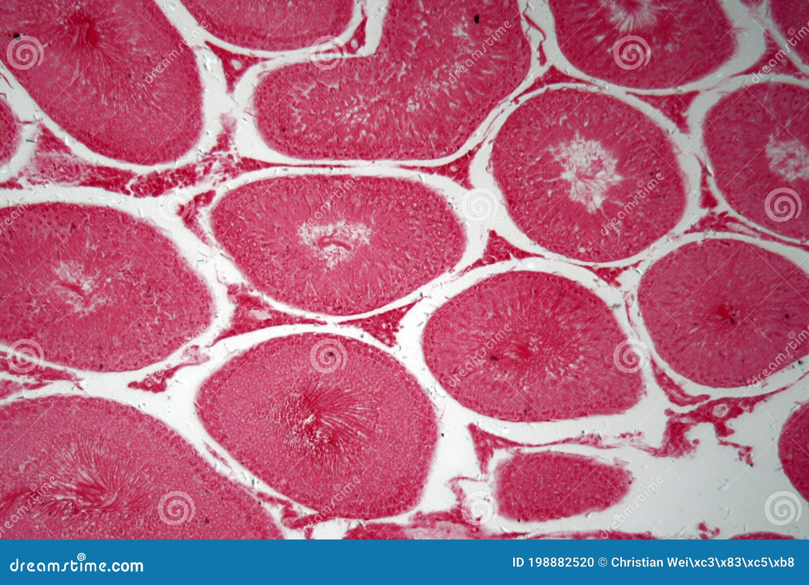 Microscope Photo of Cells of Rabbit Testicles Stock Photo - Image of ...