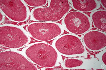 Microscope Photo of Cells of Rabbit Testicles Stock Photo - Image of ...