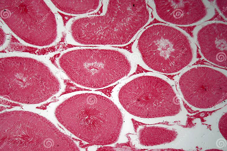 Microscope Photo of Cells of Rabbit Testicles Stock Photo - Image of ...