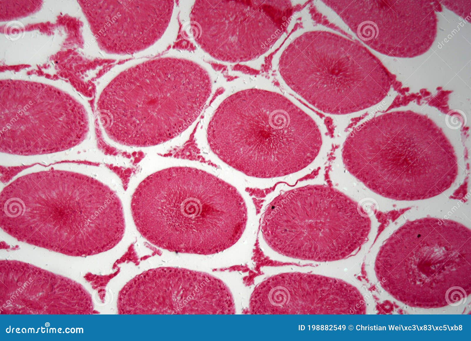 Microscope Photo of Cells of Rabbit Testicles Stock Image - Image of ...