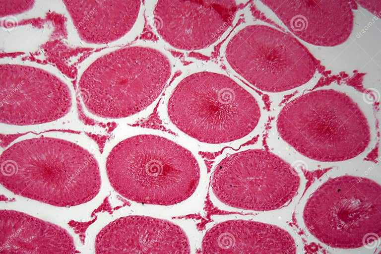 Microscope Photo of Cells of Rabbit Testicles Stock Image - Image of ...
