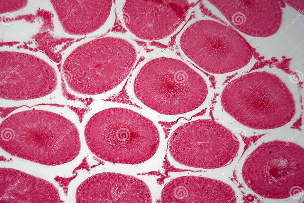 Microscope Photo of Cells of Rabbit Testicles Stock Image - Image of ...
