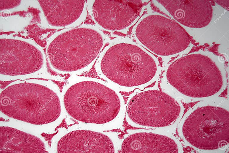 Microscope Photo of Cells of Rabbit Testicles Stock Photo - Image of ...
