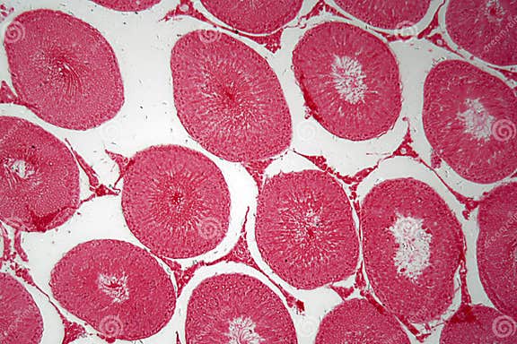 Microscope Photo of Cells of Rabbit Testicles Stock Image - Image of ...