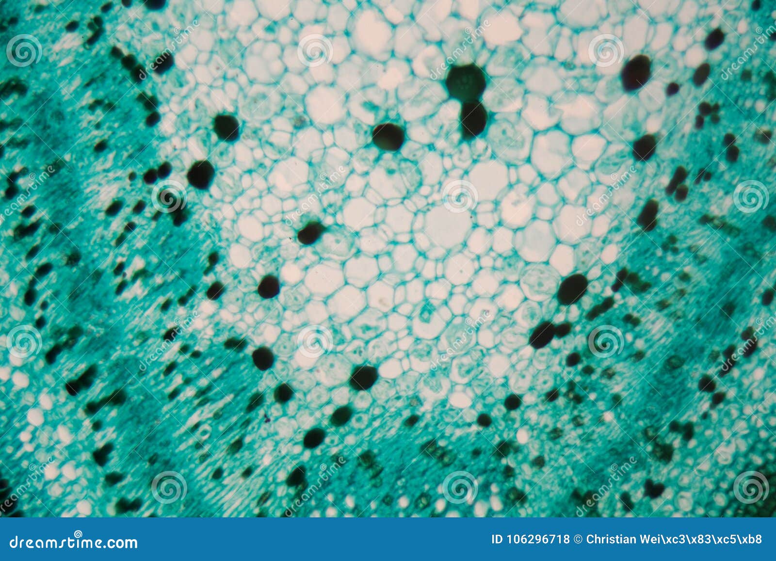 Cross Section of a Cotton Stem Stock Photo - Image of macro, life ...