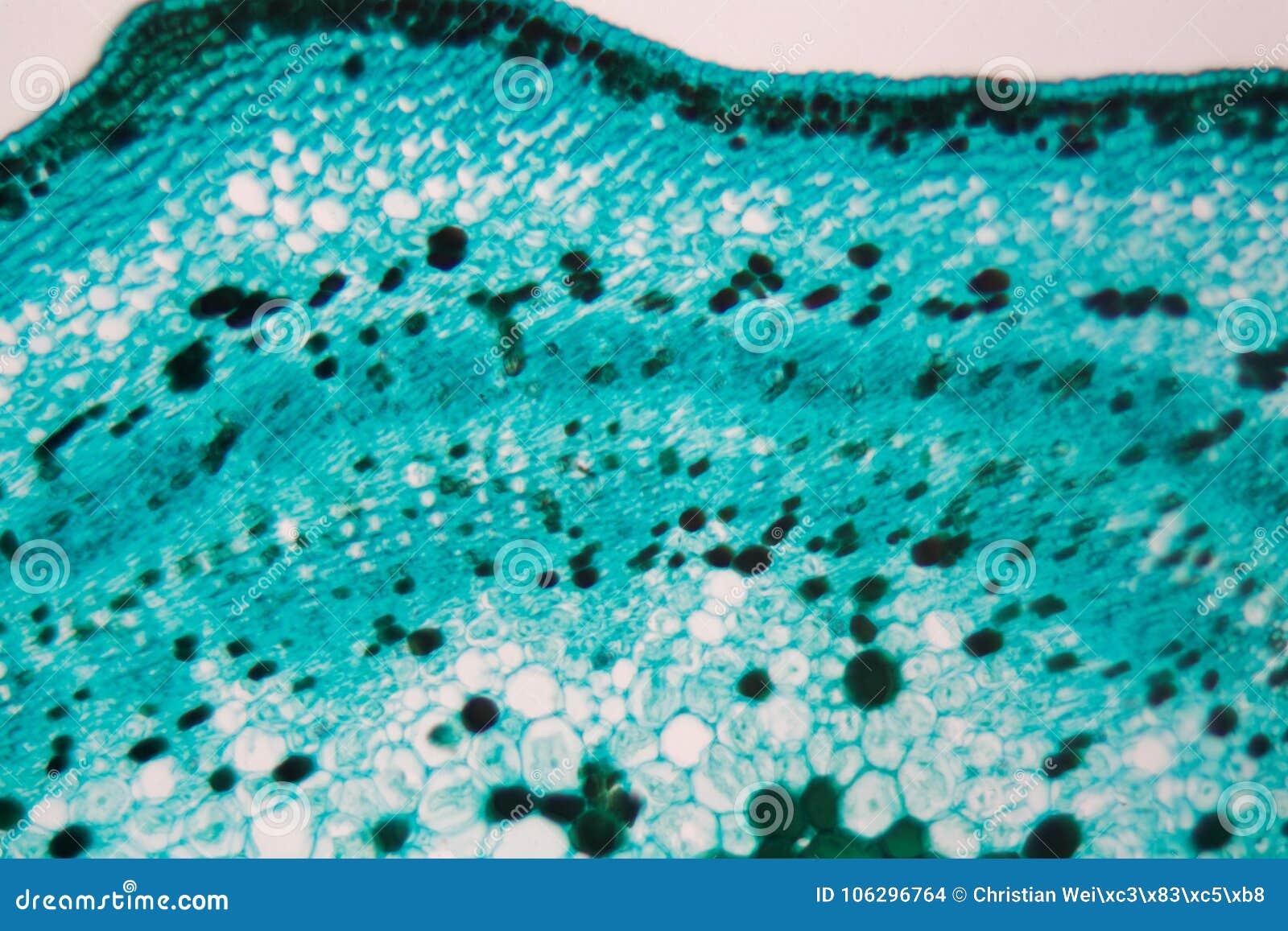 Cross Section of a Cotton Stem Stock Photo - Image of cotton, botanical ...