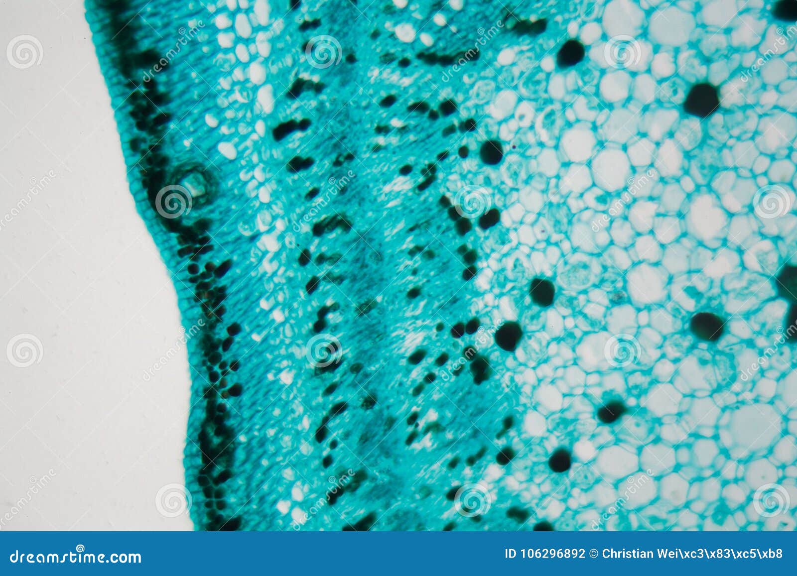 Cross Section of a Cotton Stem Stock Photo - Image of biology, phloem ...