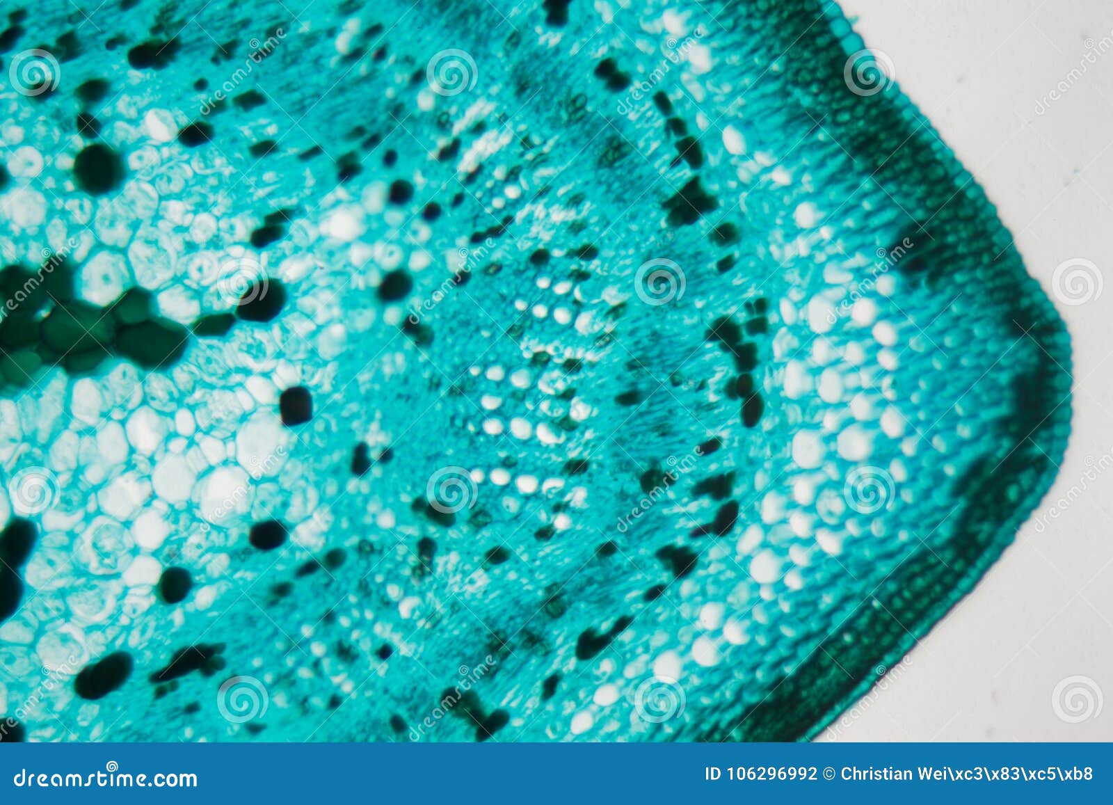 Cross Section of a Cotton Stem Stock Photo - Image of leaf, botany ...
