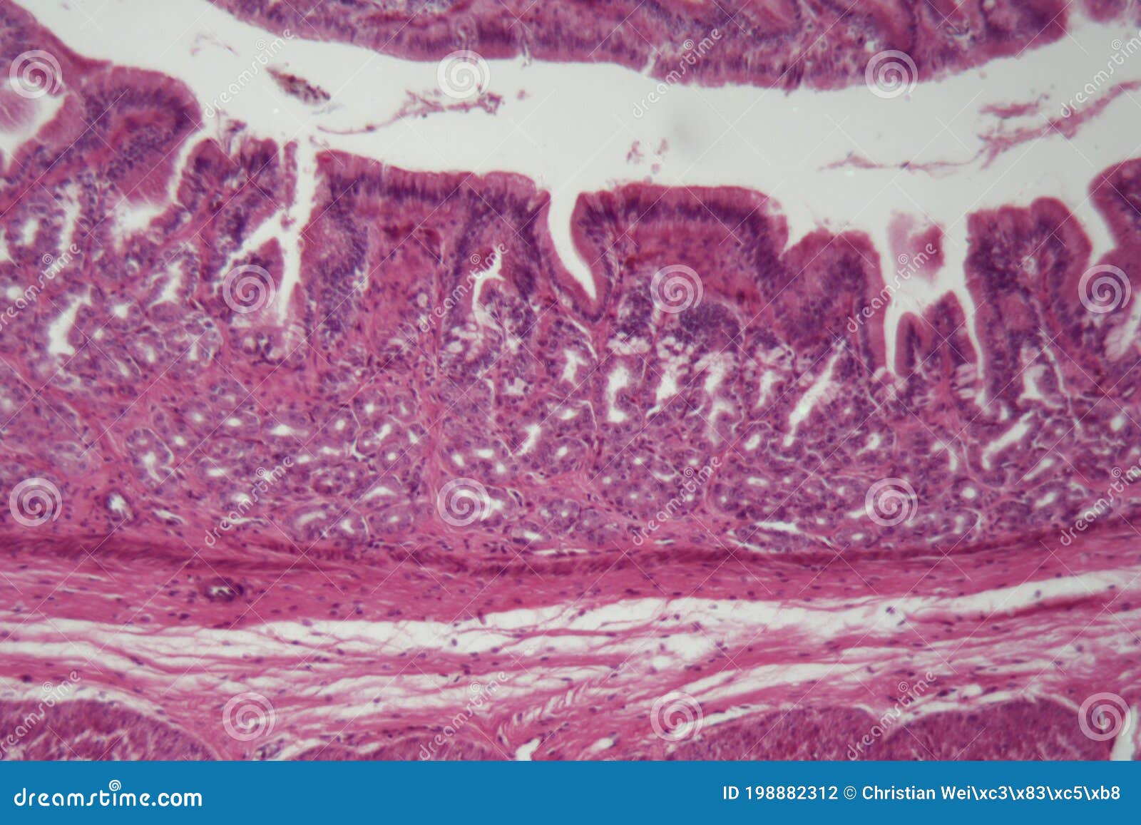 Microscope Photo of Dog Smooth Muscle Cells Stock Photo - Image of ...