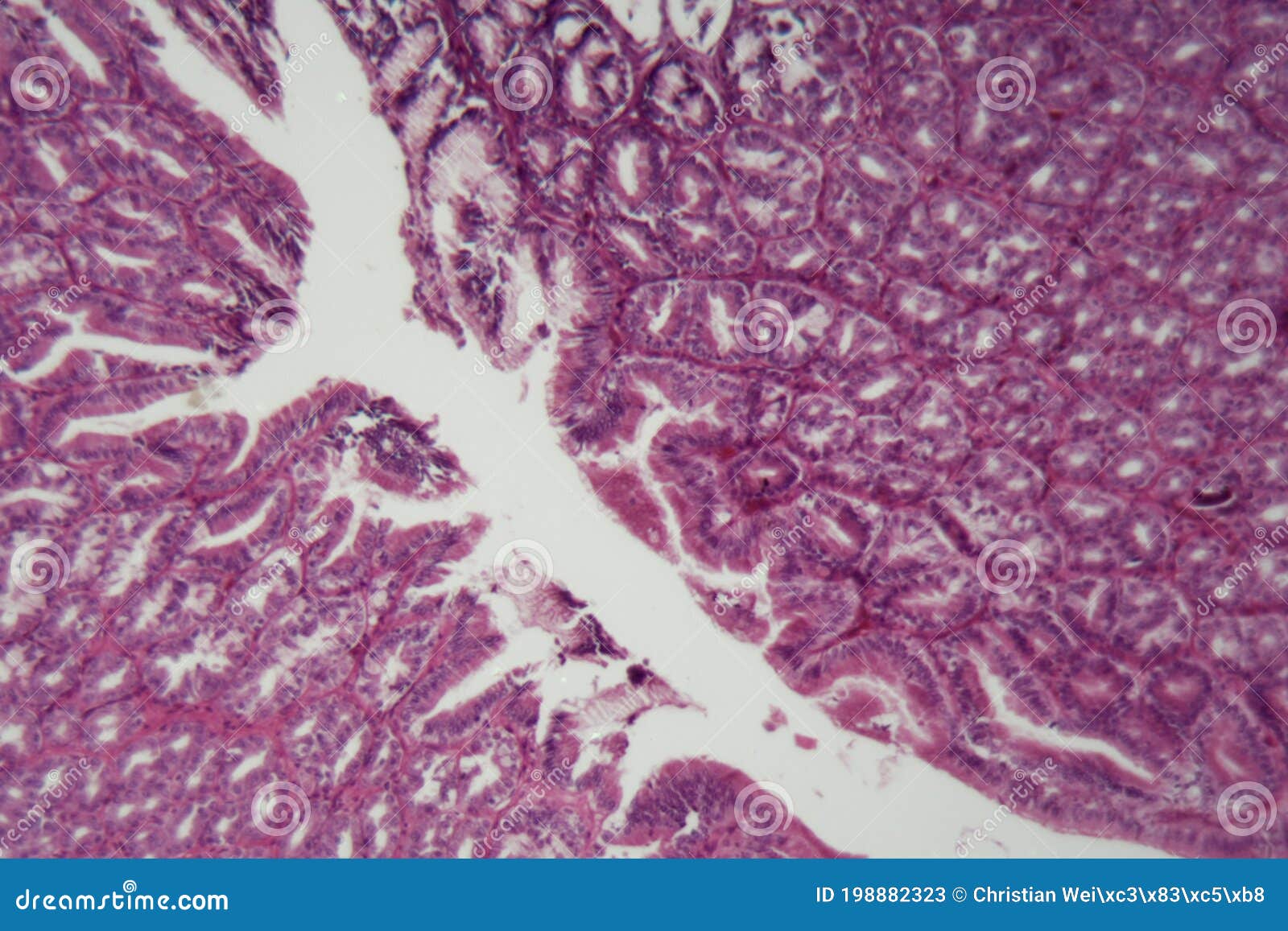 Microscope Photo of Dog Smooth Muscle Cells Stock Image - Image of care ...