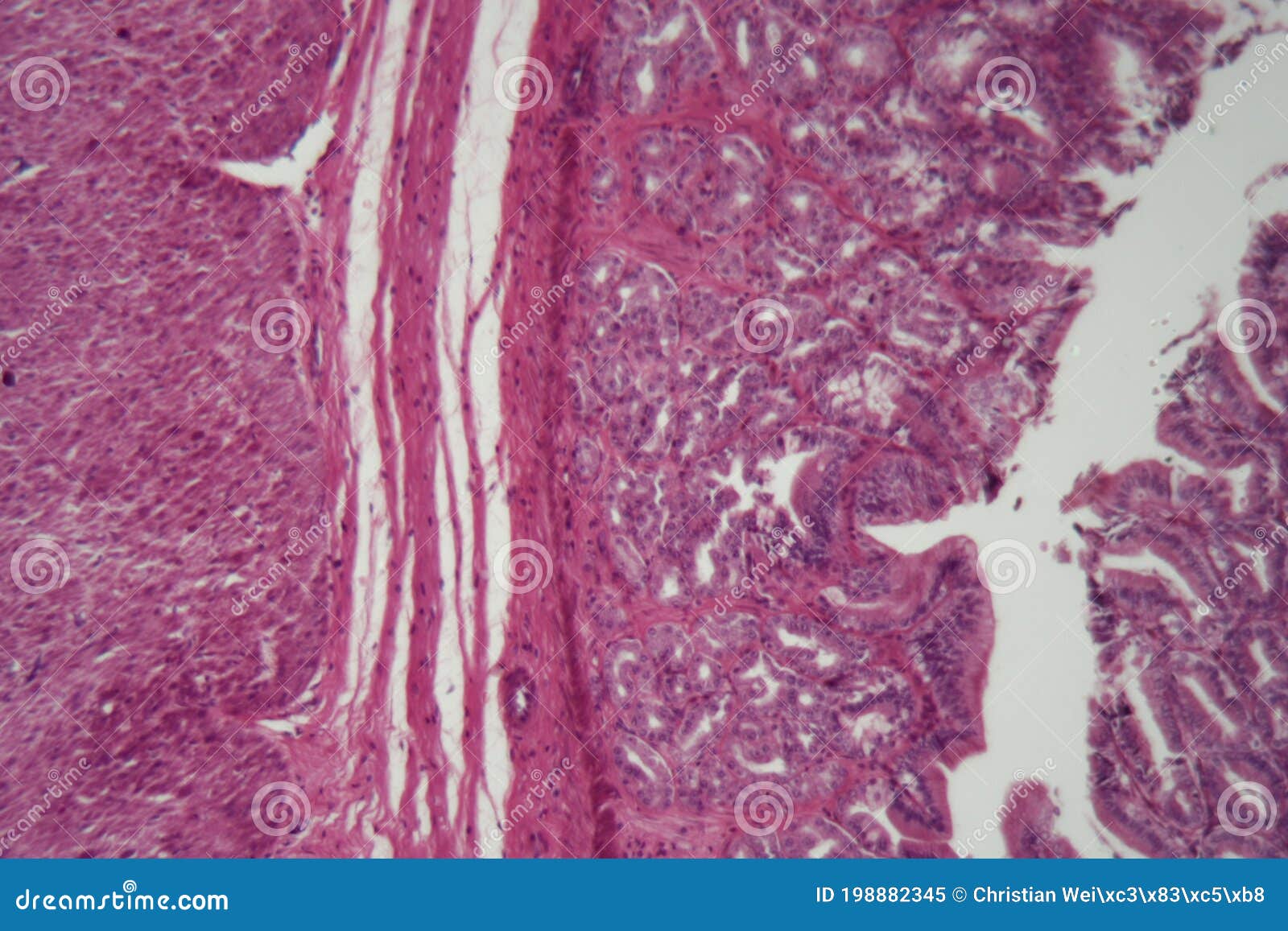 Microscope Photo of Dog Smooth Muscle Cells Stock Image - Image of ...