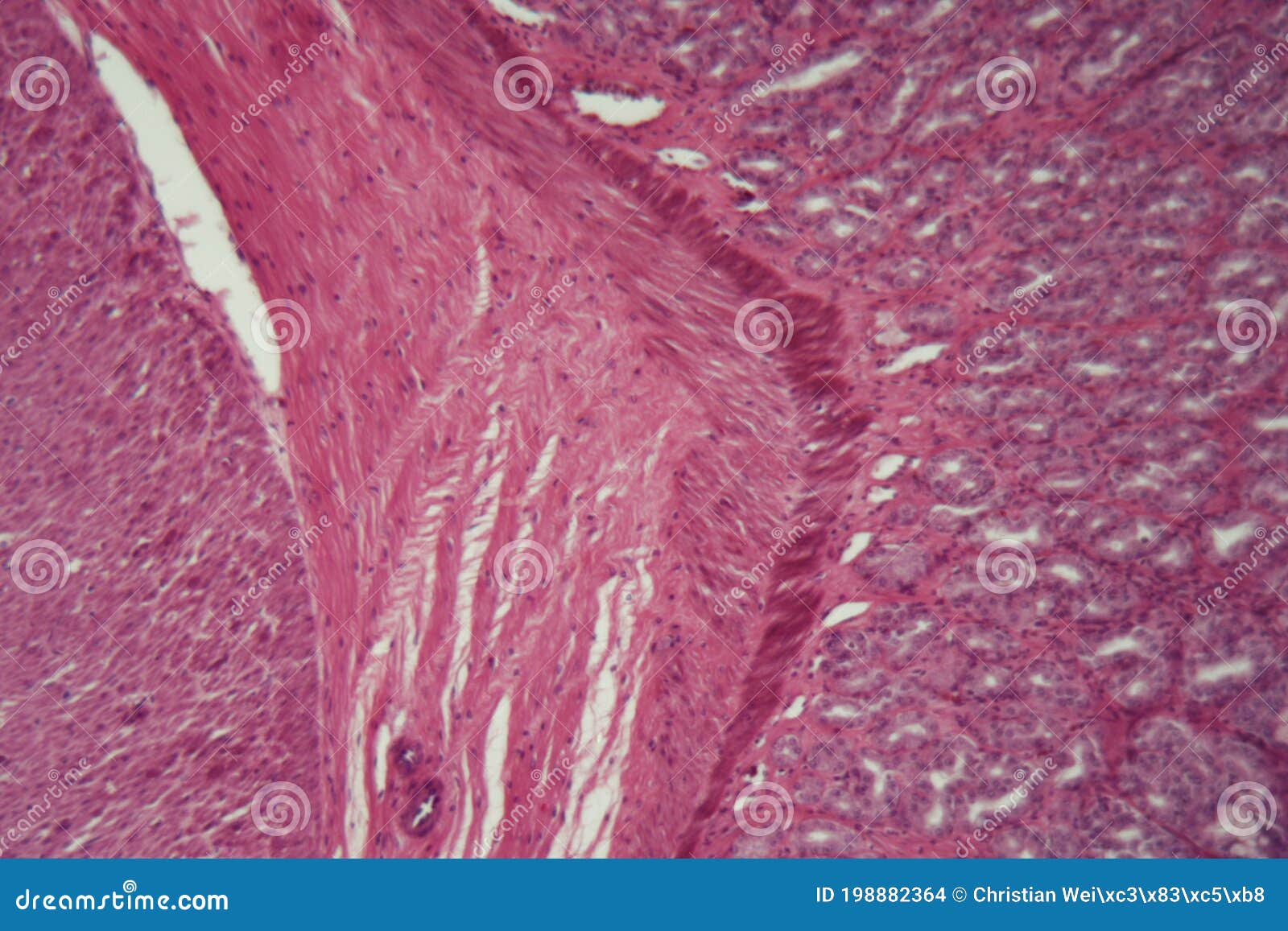 Microscope Photo of Dog Smooth Muscle Cells Stock Photo - Image of ...