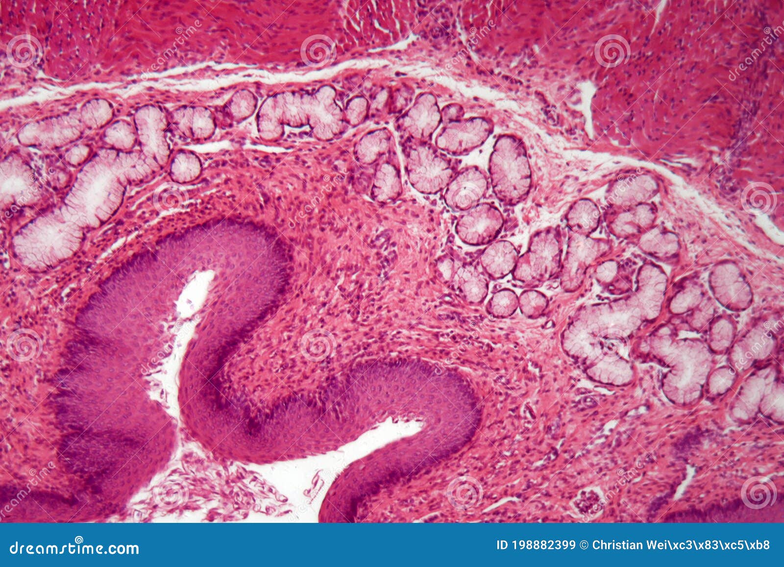 Microscope Photo of Esophagus Cells of a Dog Stock Image - Image of ...