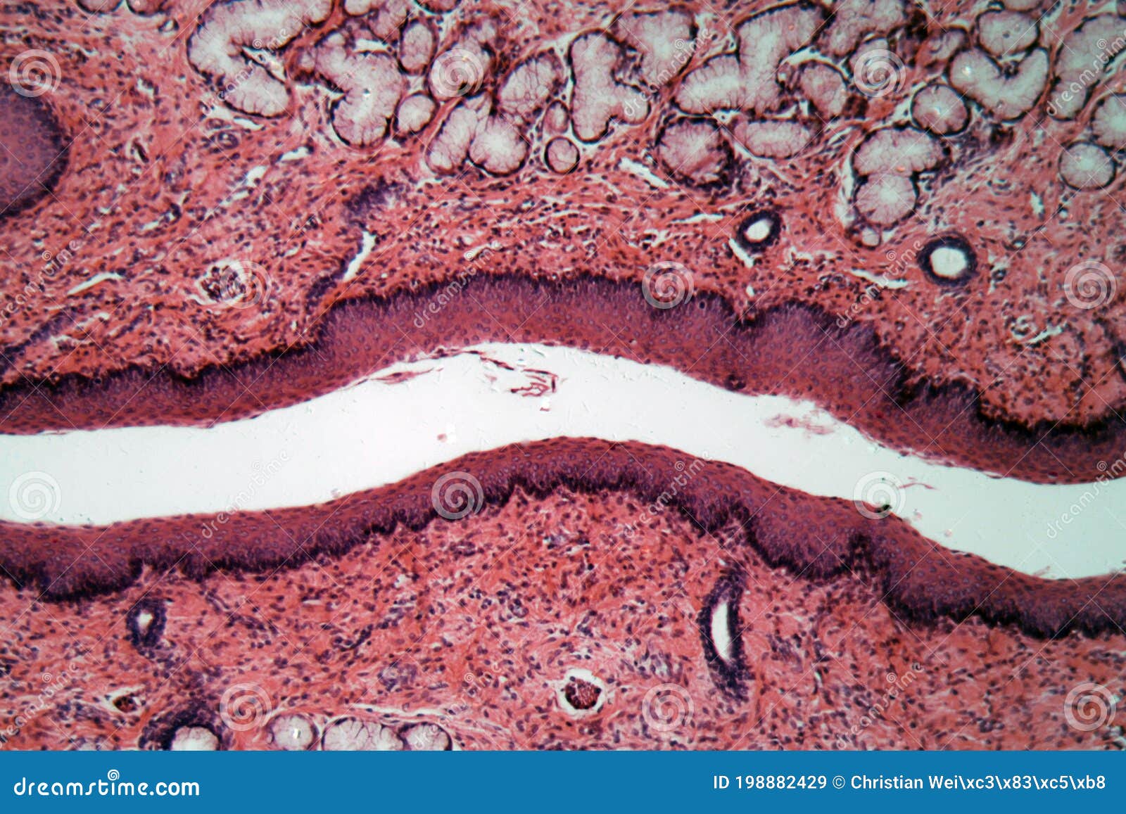 Microscope Photo Of Esophagus Cells Of A Dog | CartoonDealer.com #198882429