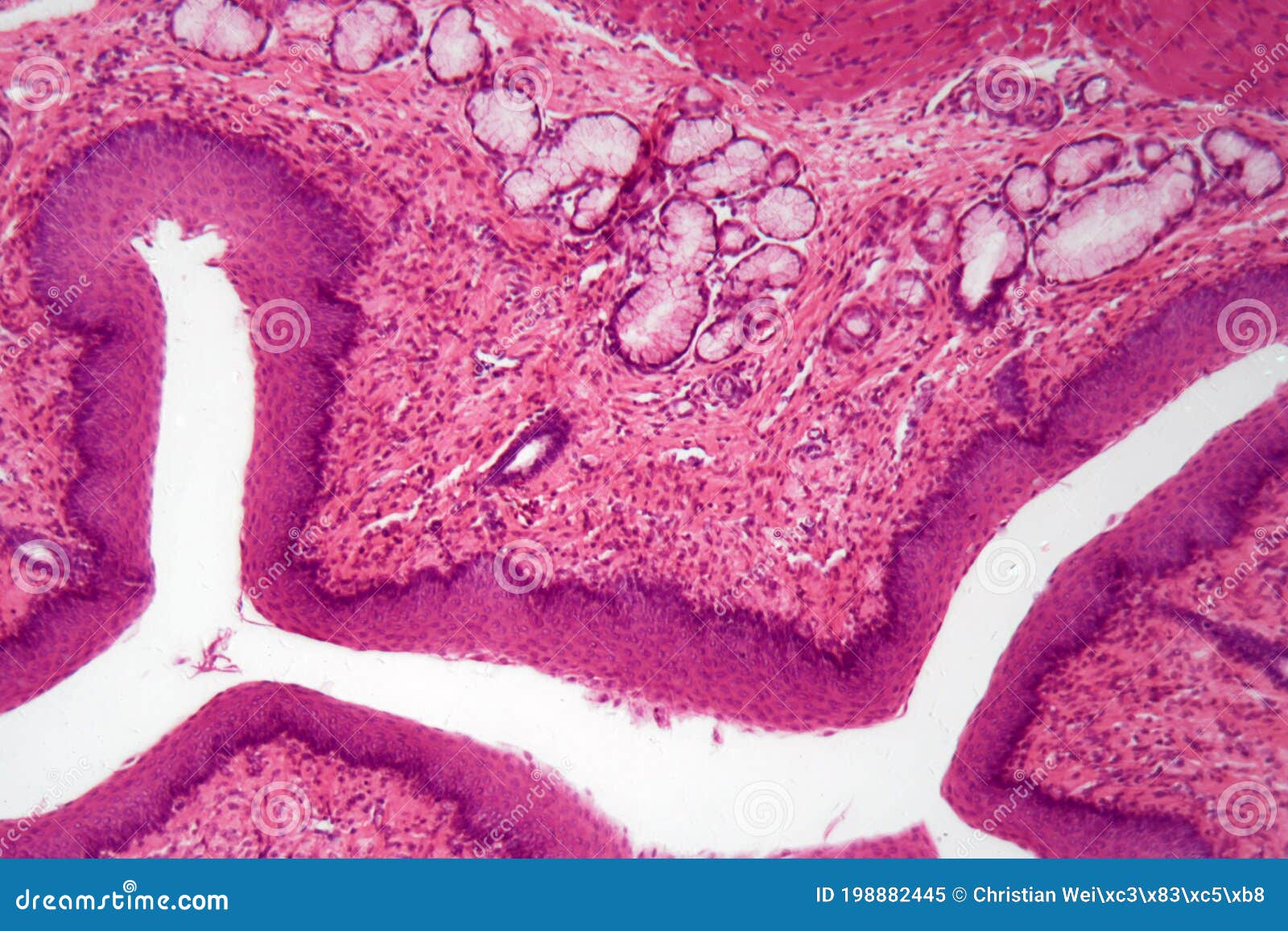 Microscope Photo of Esophagus Cells of a Dog Stock Image - Image of ...