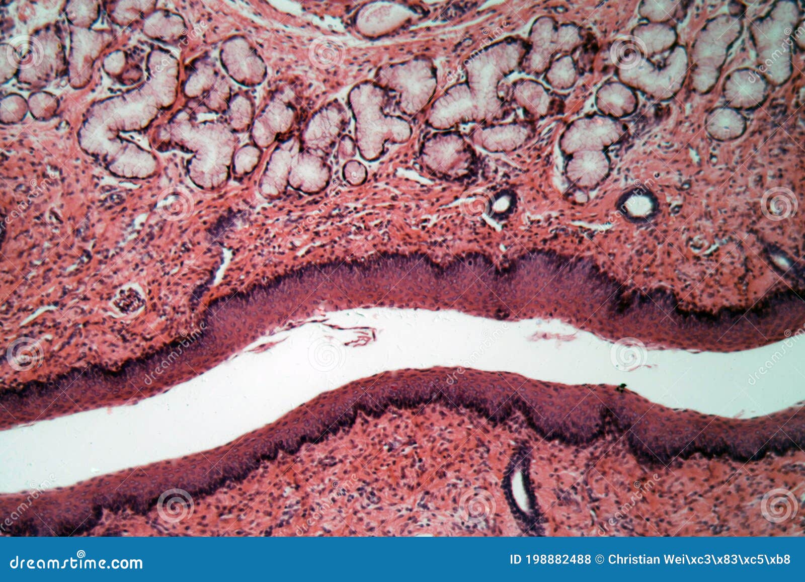 Microscope Photo of Esophagus Cells of a Dog Stock Photo - Image of ...